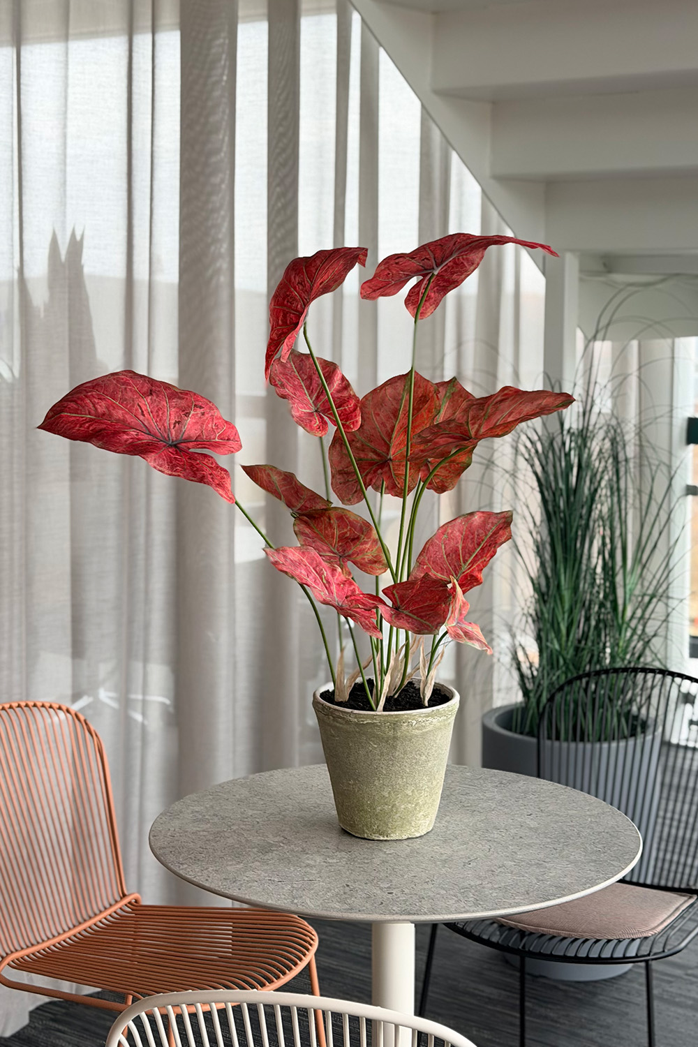 Caladium 800 Götessons